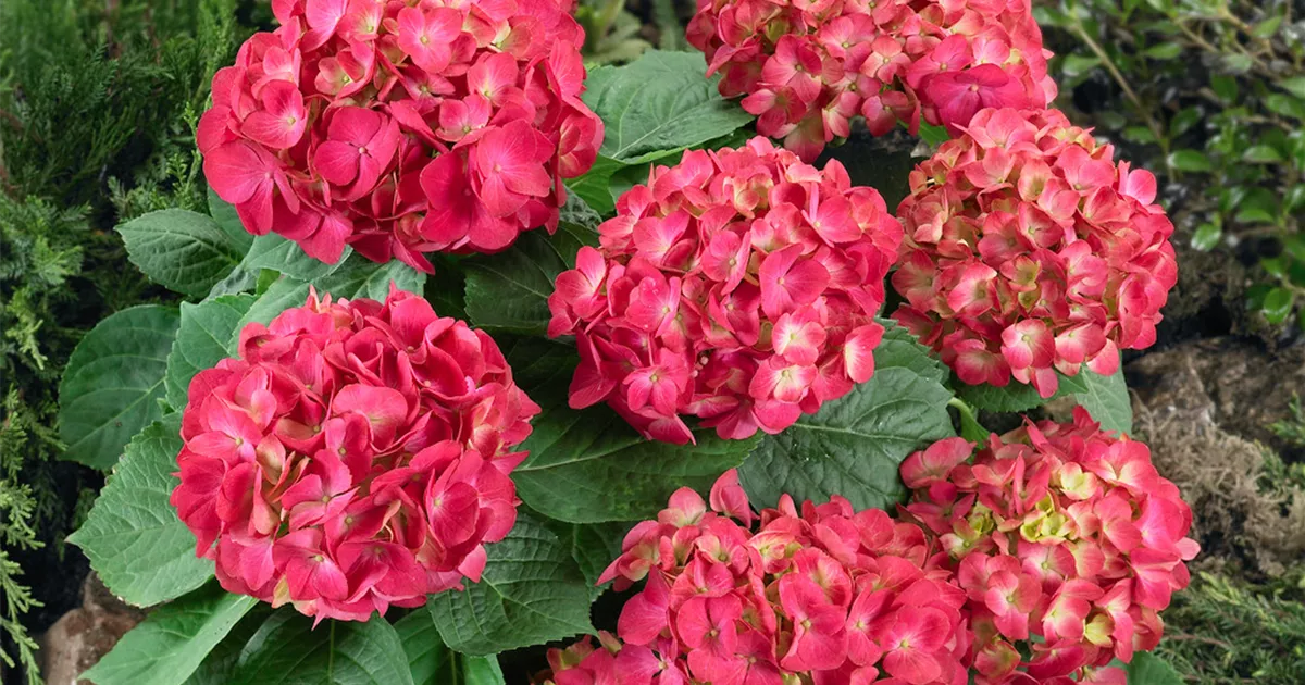 Hydrangea macrophylla 'Selma' - BAUHAUS E-Business GmbH & Co. KG